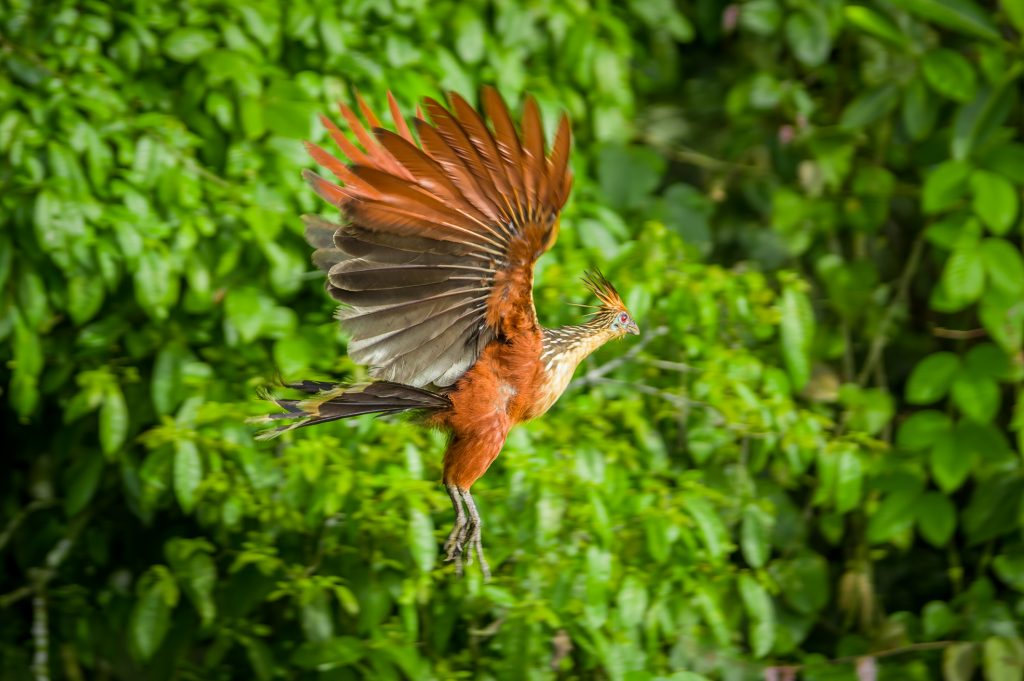 8 Interesting Facts about the Amazon Rainforest | Our Whole Village