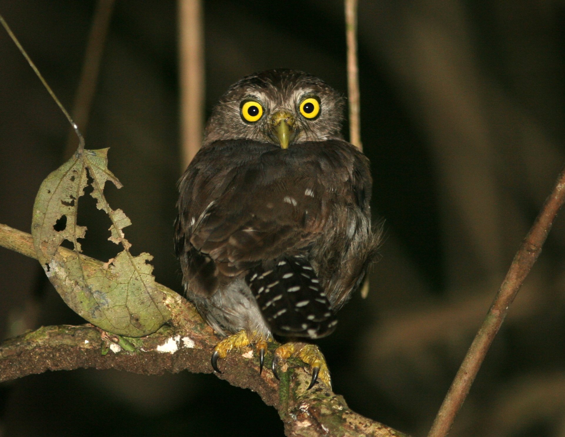 Puerto Maldonado: Gateway to the Peruvian Amazon Rainforest | Our Whole ...