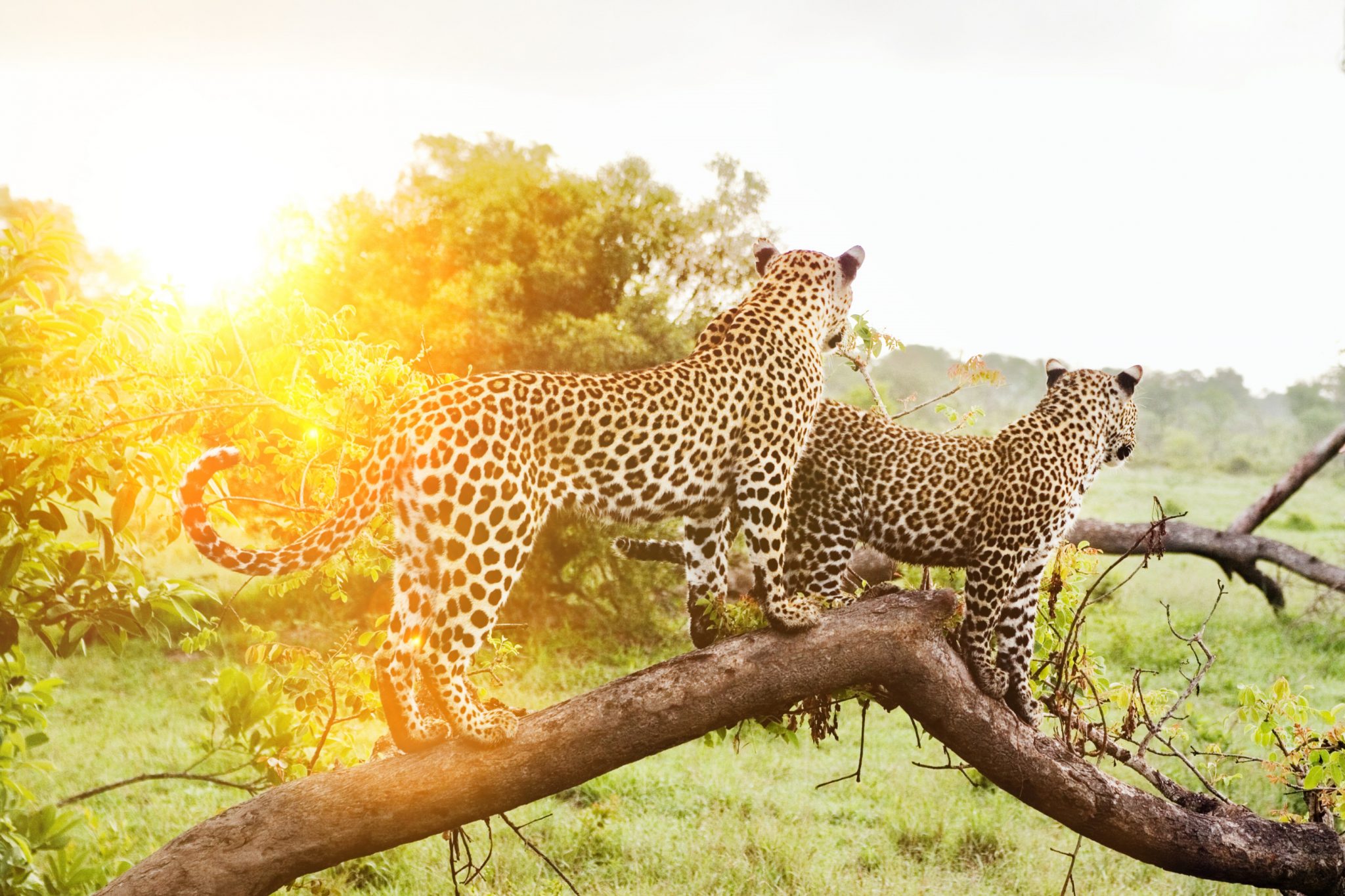 The 7 Best Destinations for Wildlife Lovers | Our Whole Village