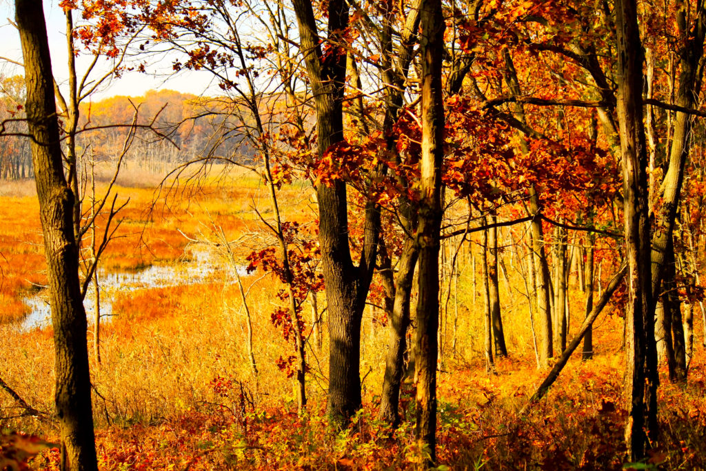 7 Best Places to See Fall Foliage in the US | Our Whole Village