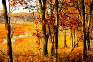 7 Best Places to See Fall Foliage in the US | Our Whole Village