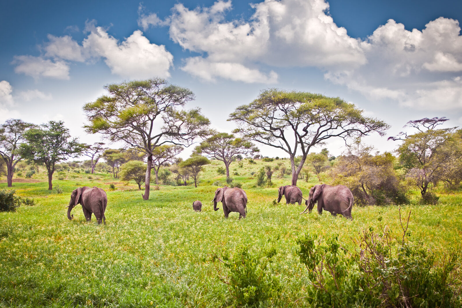Where to See Elephants in the Wild | Our Whole Village