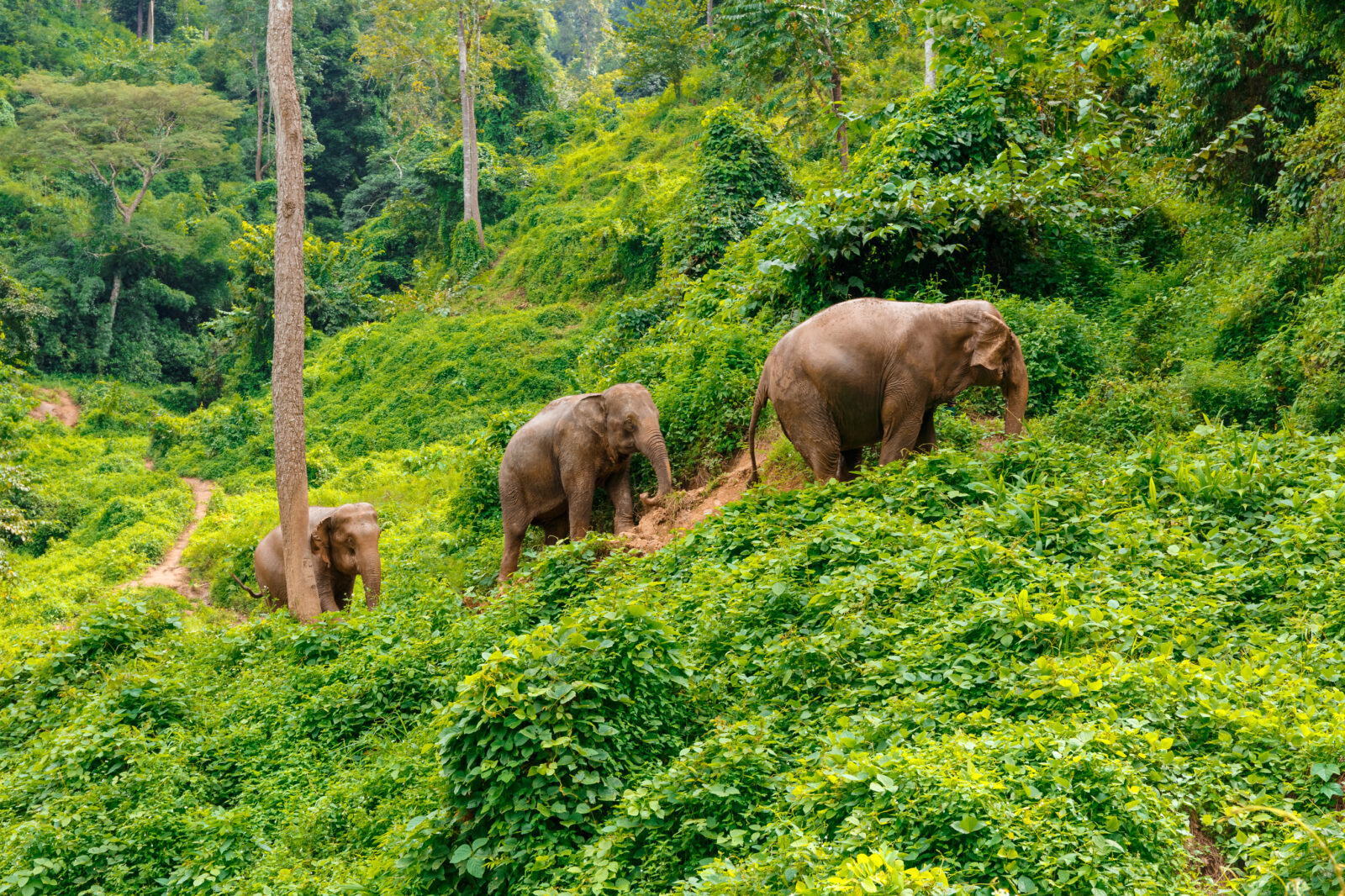 Where to See Elephants in the Wild | Our Whole Village