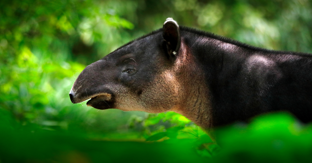 5 Must-See Animals on Costa Rica Wildlife Holidays | Our Whole Village