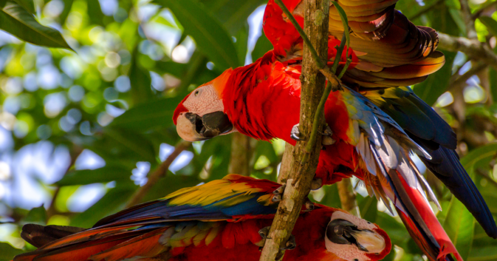 5 Must-See Animals on Costa Rica Wildlife Holidays | Our Whole Village